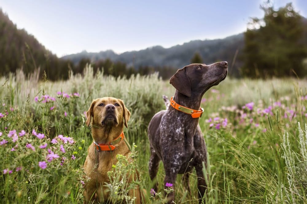 Meet Transcend, an Innovative Green Burial Startup Helping You Become a ...