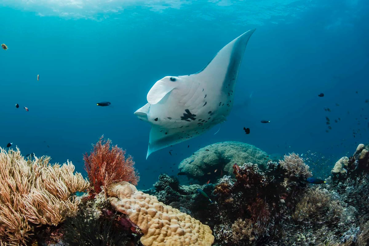 Transforming the World’s Largest Manta Ray Fishery Into a Marine ...