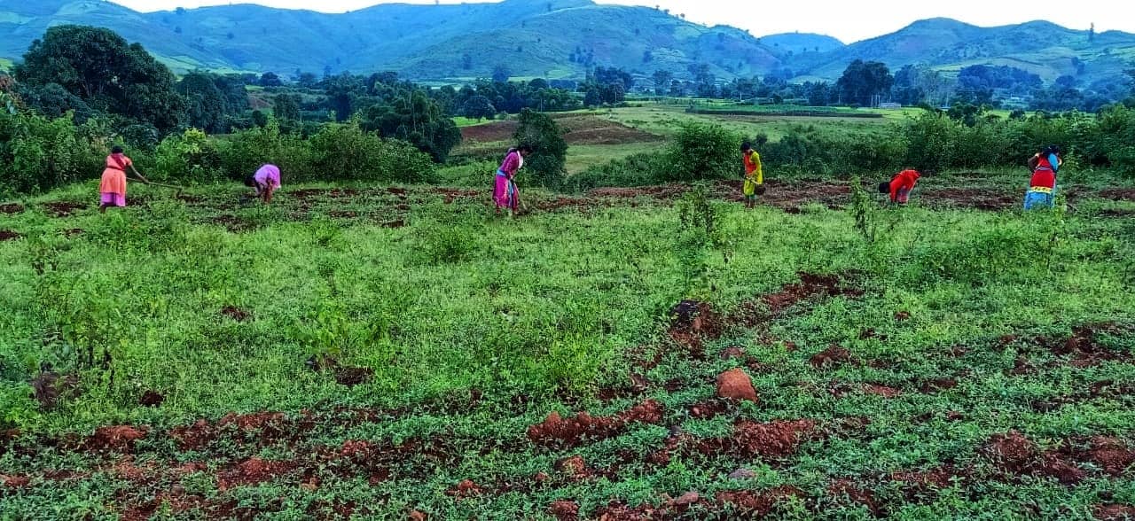 How Agroforestry is Empowering Tribal Farming Communities - Causeartist