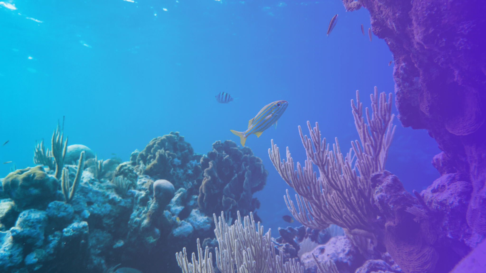 Seaworthy Collective is Empowering Ocean Entrepreneurs From Diverse ...