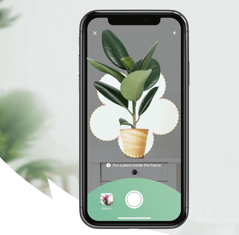 8 Best Plant Identification Apps to Connect with Nature