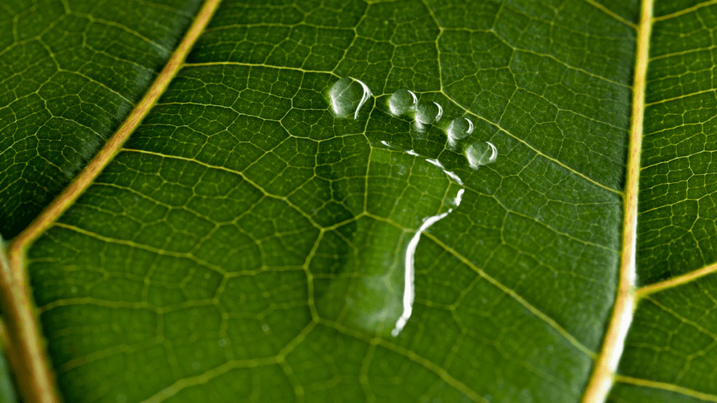 Ecological Footprint: Definition + Understanding