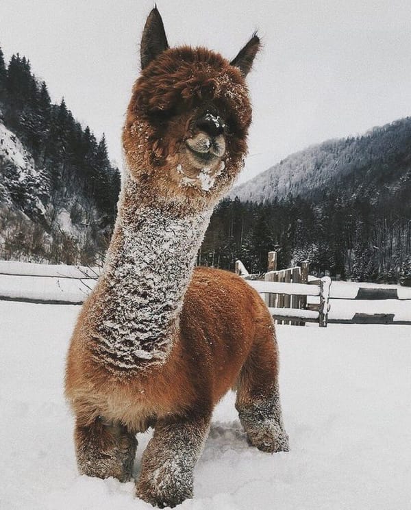 The Journey of Paka Apparel: From Peruvian Roots to Global Vision ...