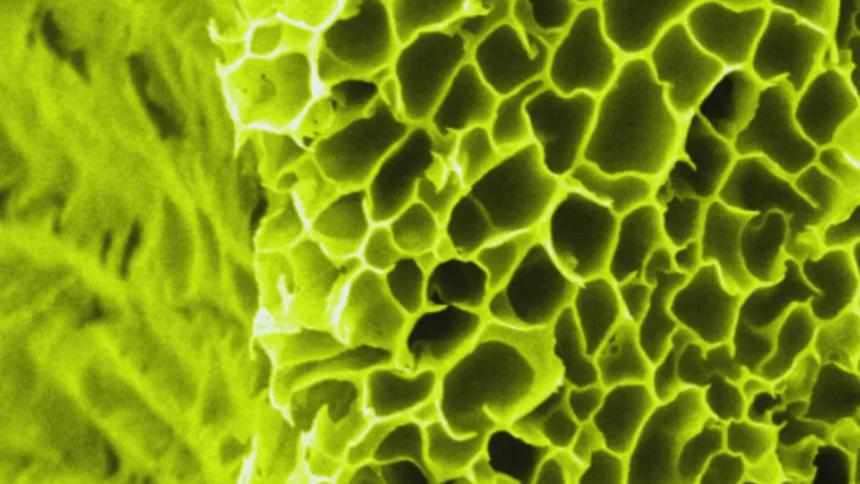 What is Sustainable Seafood? 8 Companies Leading the Way - Causeartist