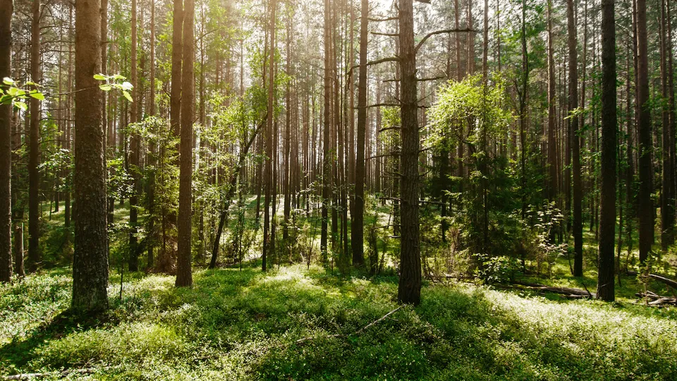 What is Ecological Restoration? - Causeartist