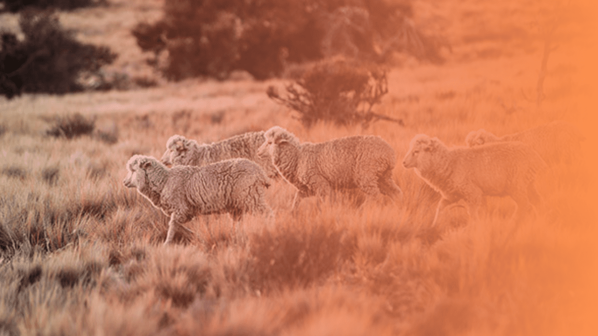 NATIVA and Shaniko Launch U.S.'s First Regenerative Wool Program