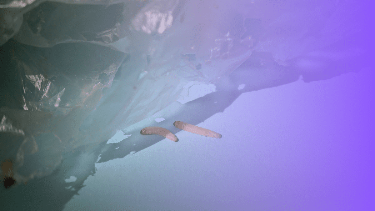 Beworm is Using the Power of Nature to Recycle the World's Most Used ...