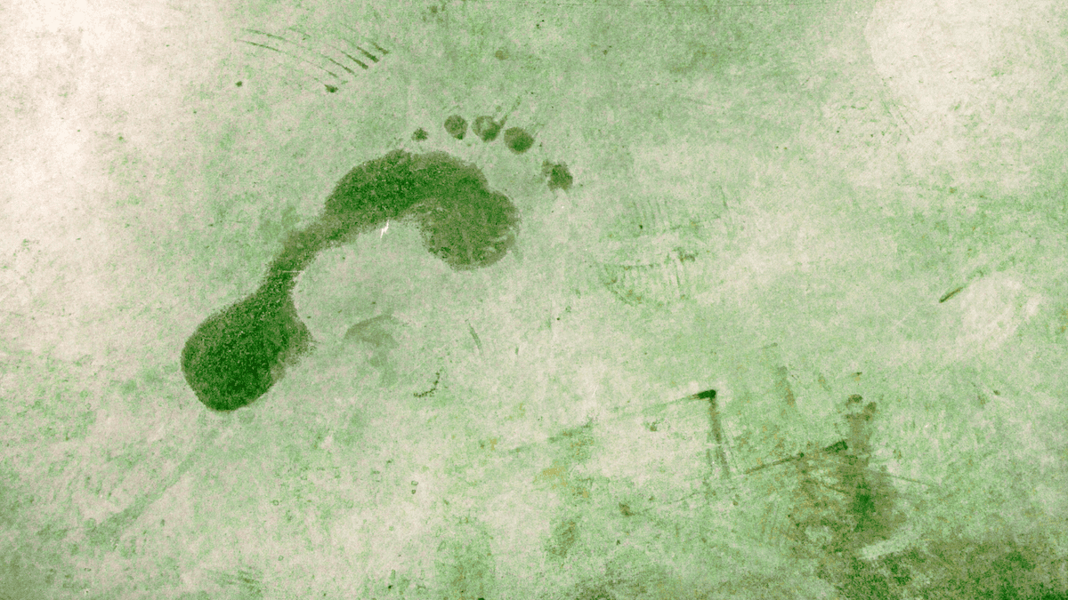 Ecological Footprint: Definition + Understanding