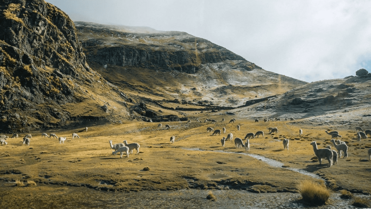 The Journey of Paka Apparel: From Peruvian Roots to Global Vision ...