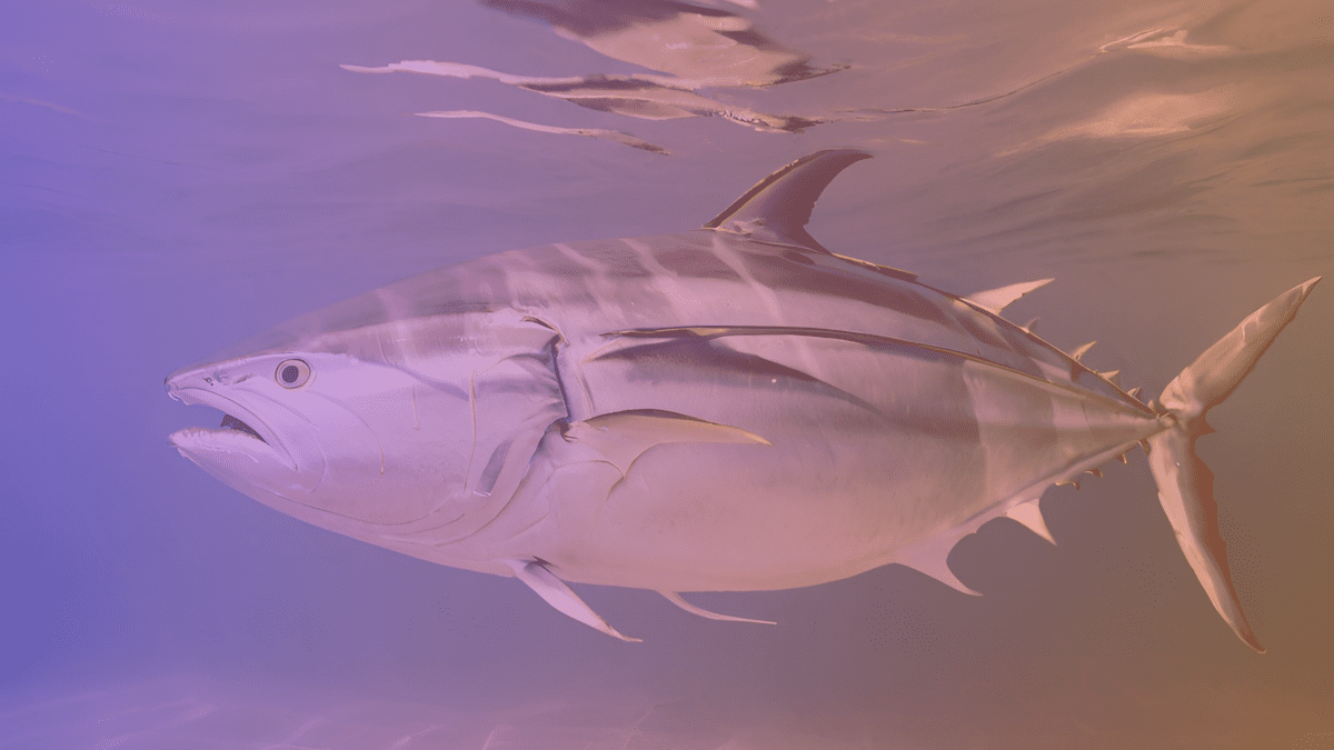 Wanda Fish Secures $7M Seed Funding to Boost Cultivated Bluefin Tuna ...